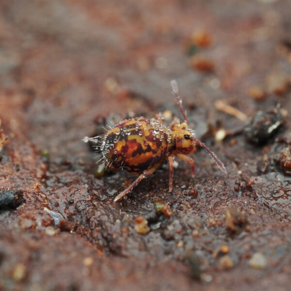 Springtail Species Profiles | Mesofauna.com