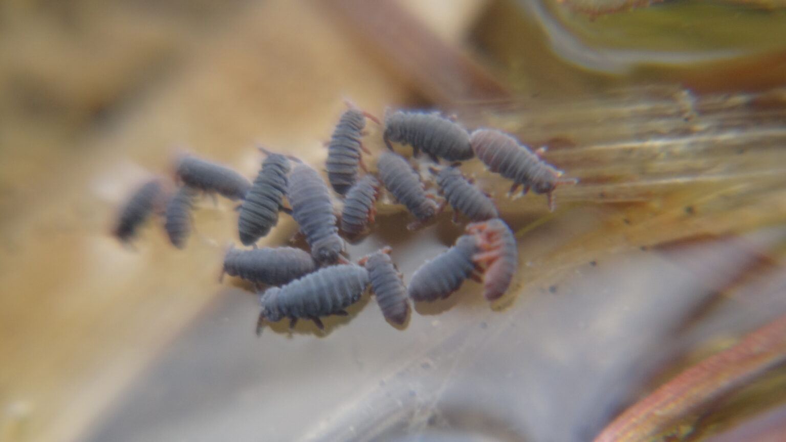 Springtail Species Profiles | Mesofauna.com
