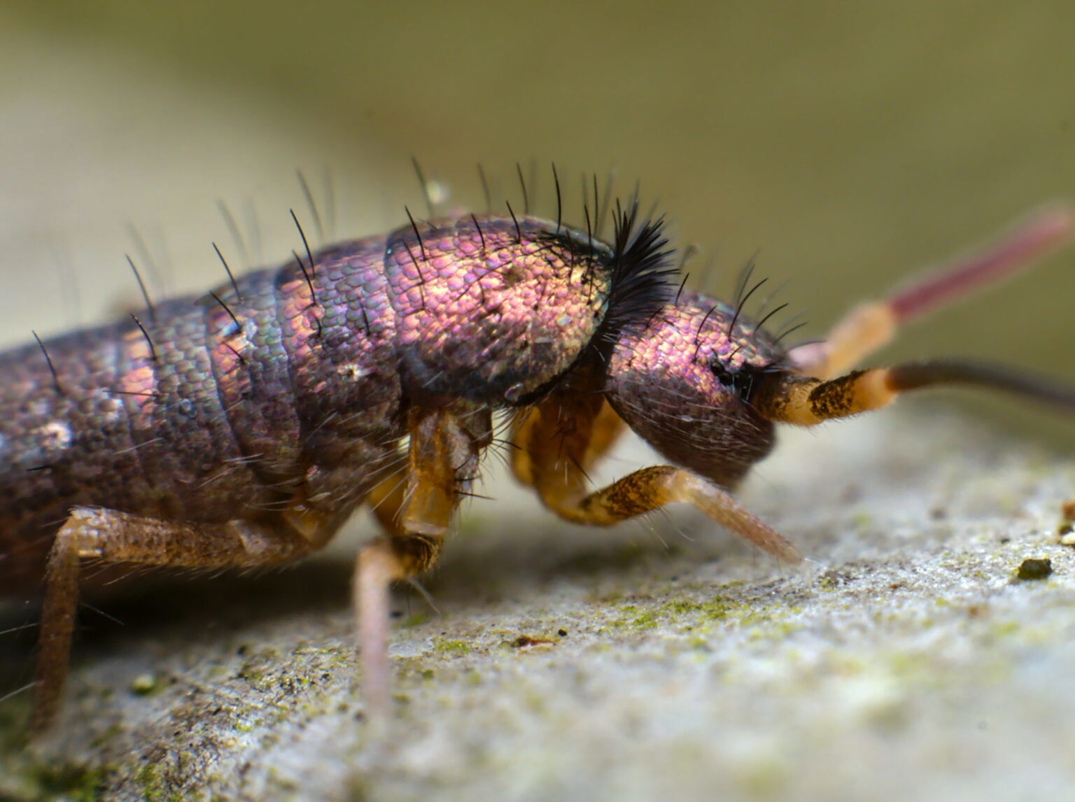Springtail Species Profiles | Mesofauna.com