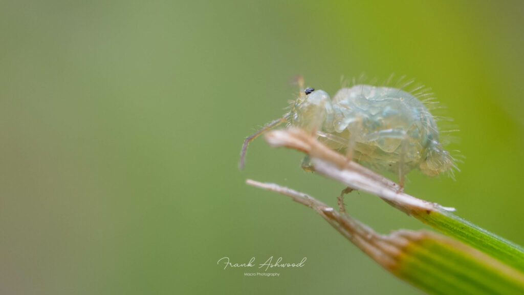 What Are Springtails Used For? Bioactive, Terrariums & Science