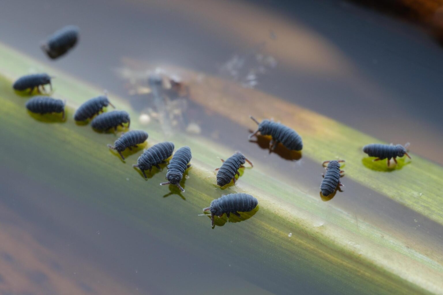What Are Springtails Used For? Bioactive, Terrariums & Science