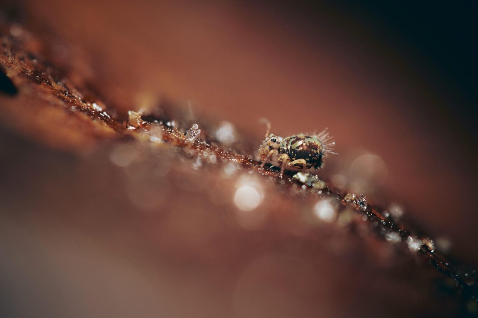 What Are Springtails Used For? Bioactive, Terrariums & Science